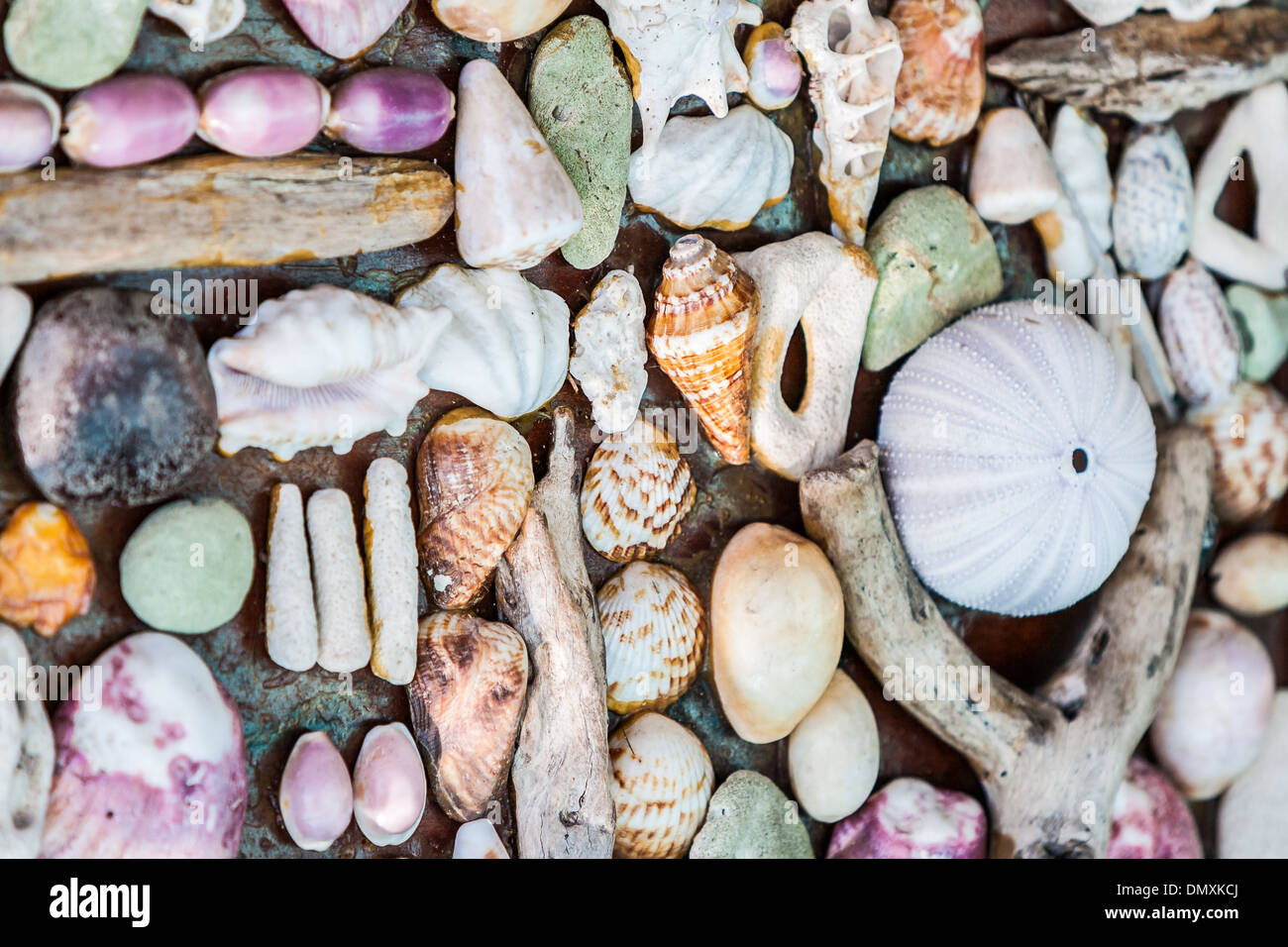 Wall of tropical seashell and coral Stock Photo - Alamy