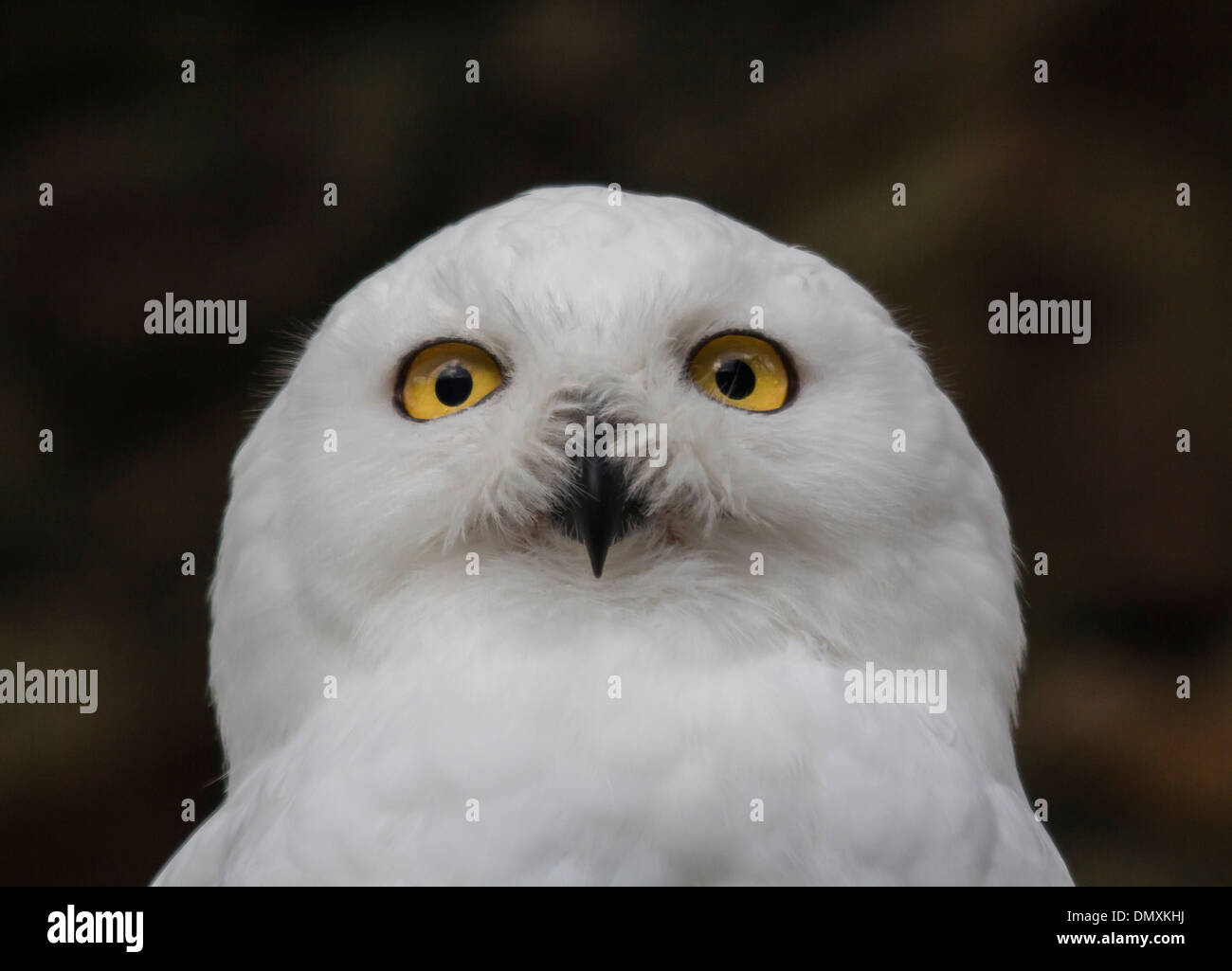 Snowy owl face hi-res stock photography and images - Alamy