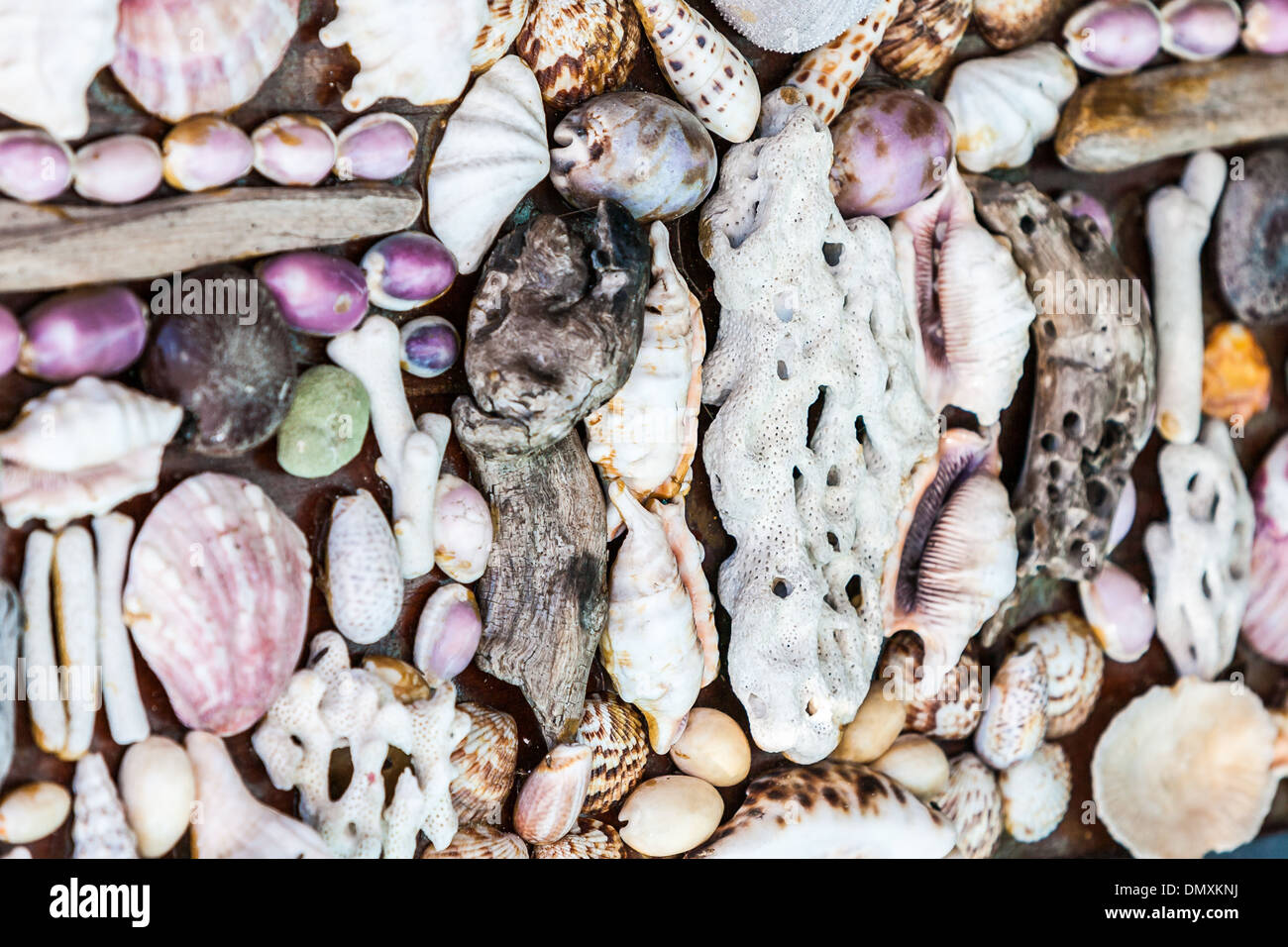 Wall of tropical seashell and coral Stock Photo - Alamy