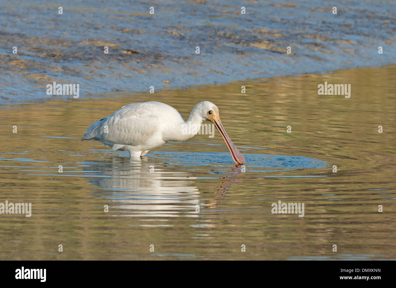 Male Juvenile Spoonbill-Platalea leucorodia, In Search Of Food ...