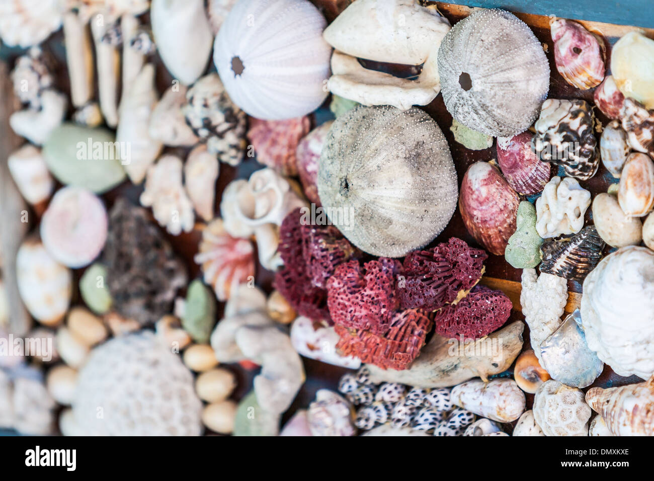Concept coral detail hi-res stock photography and images - Alamy