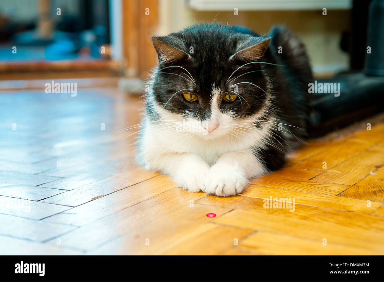 Cat playing with laser stick pointer red dot Stock Photo - Alamy