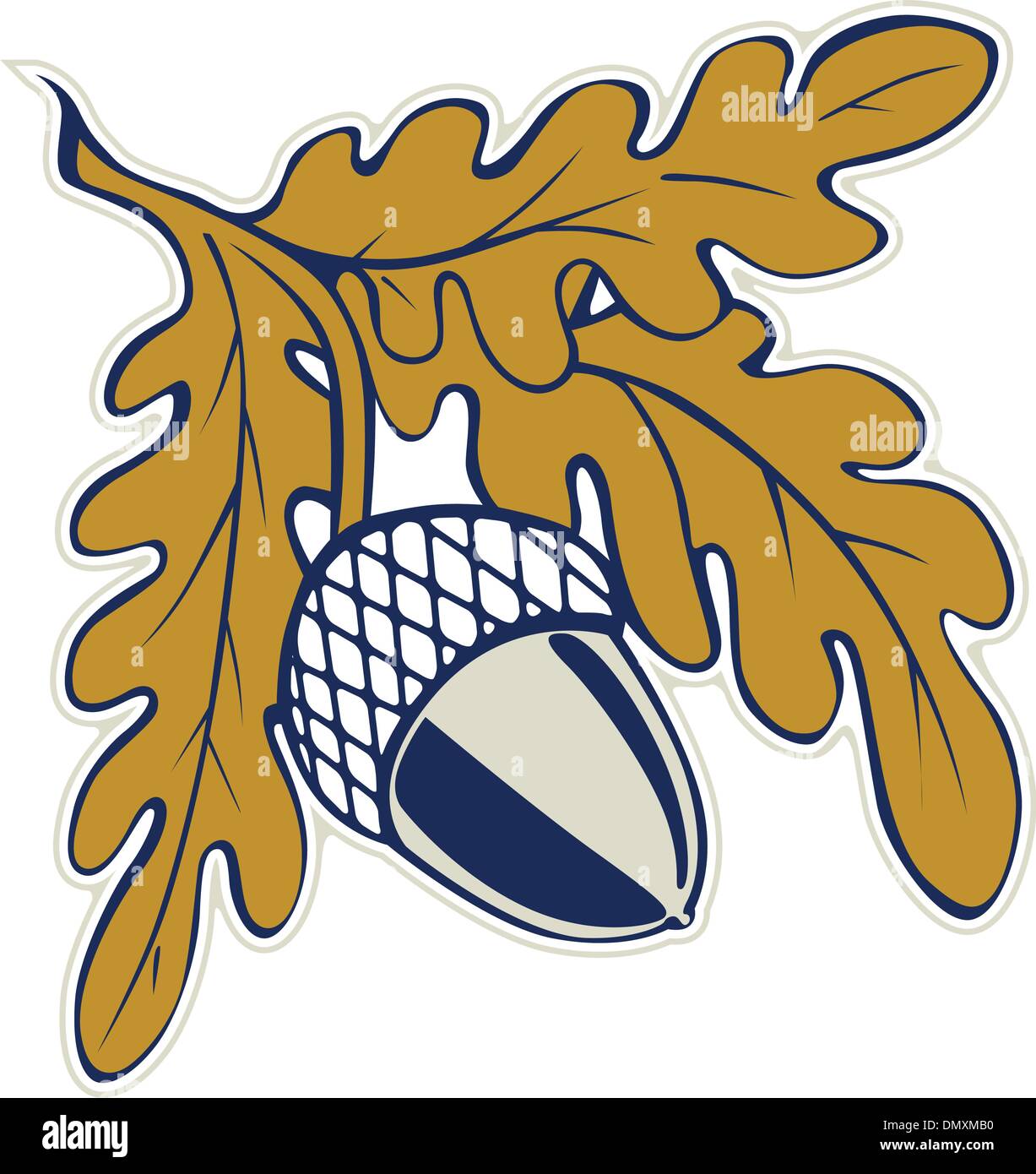 Acorn growth vector vectors hi-res stock photography and images - Alamy