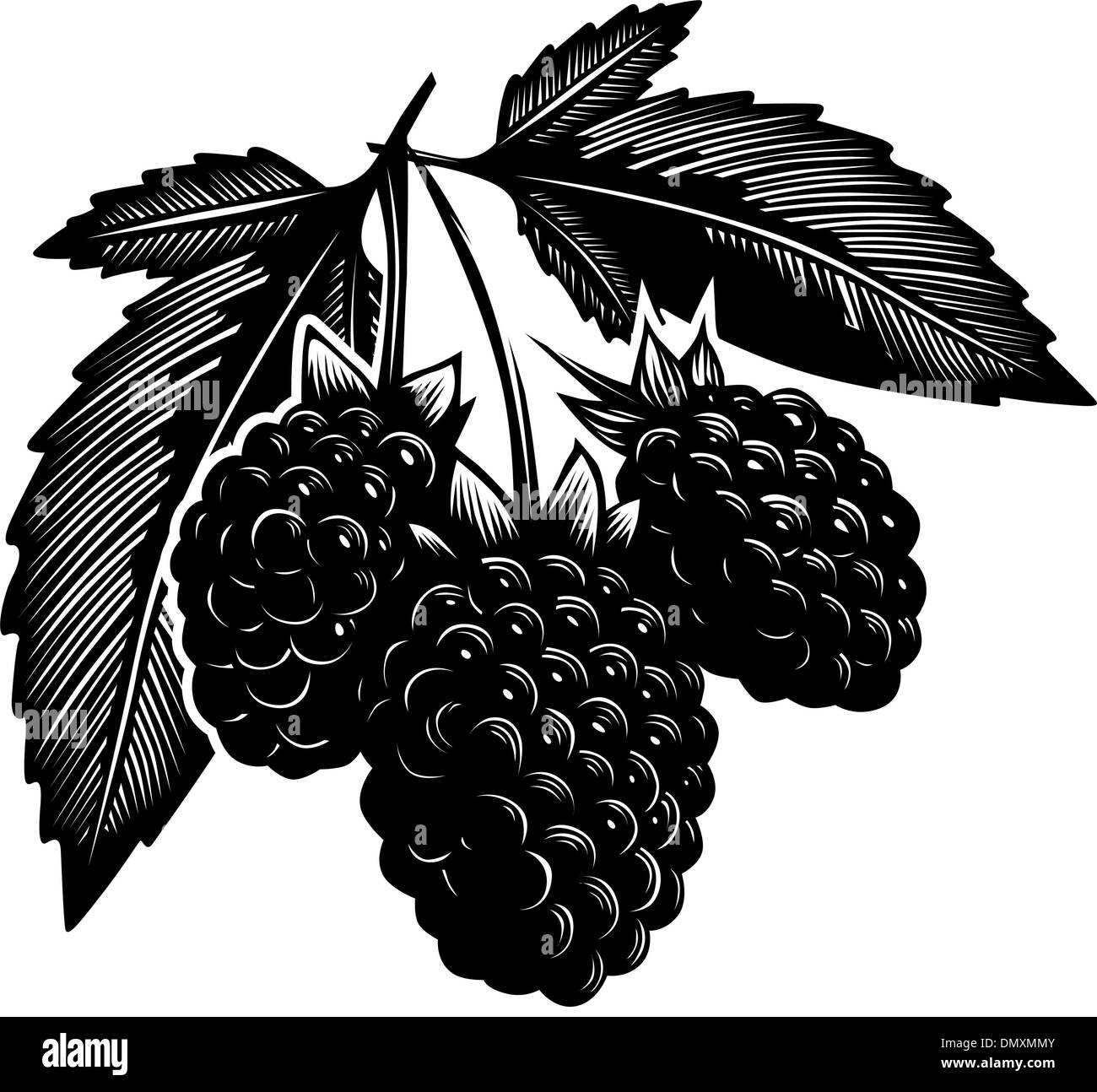 Garden fruit bush Stock Vector Images - Alamy