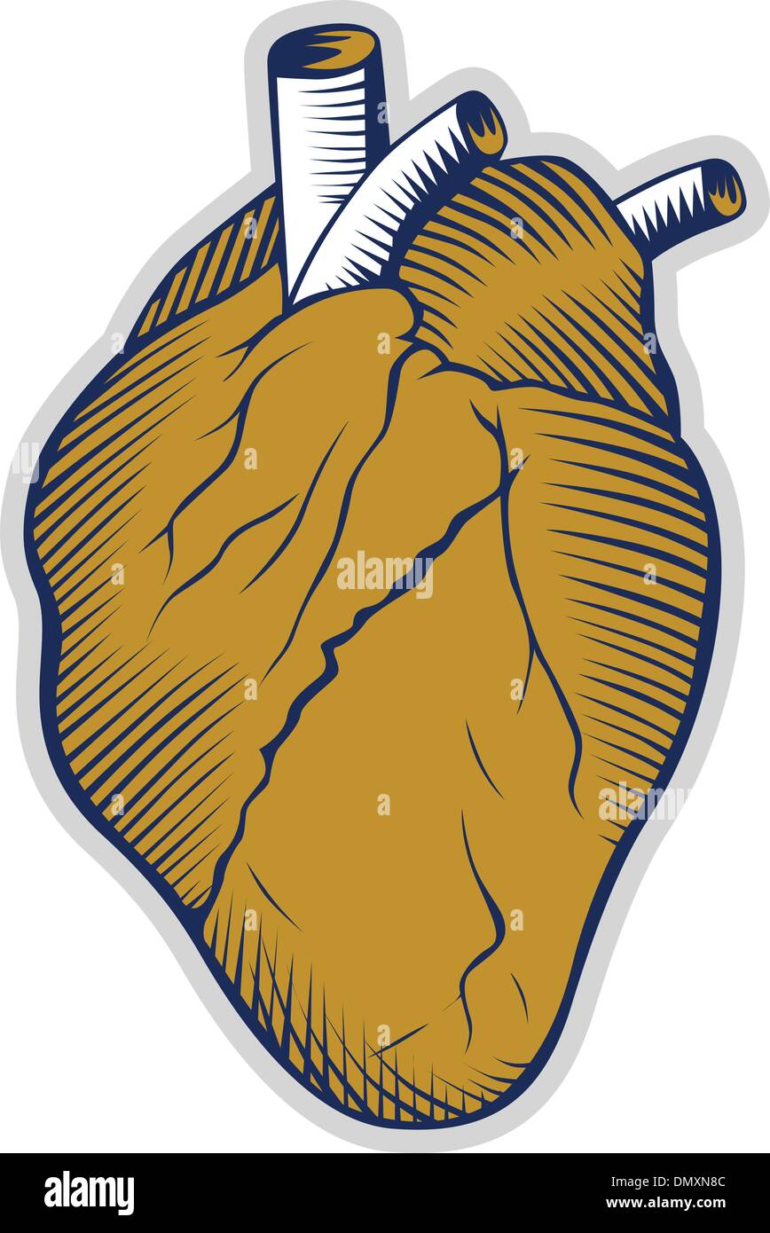 Anatomical model human Stock Vector Images - Alamy