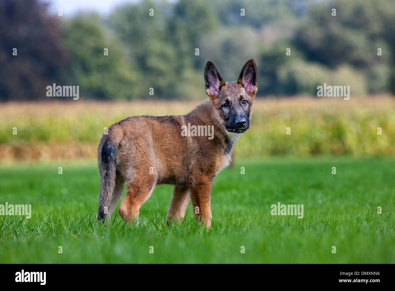 German shepherd dog (Canis lupus familiaris) pup standing in field ...