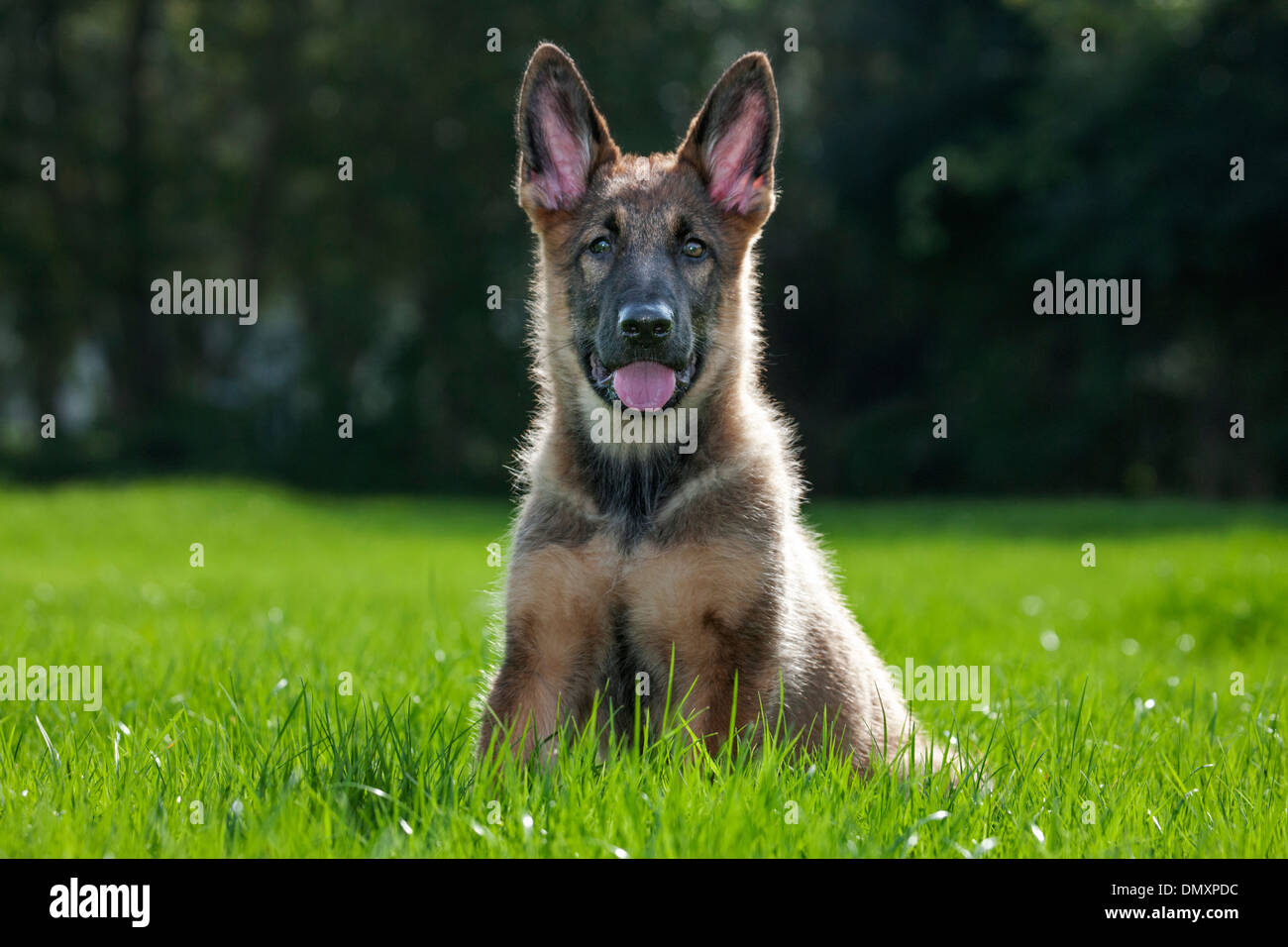 German shepherd dog (Canis lupus familiaris) pup sitting on lawn in ...
