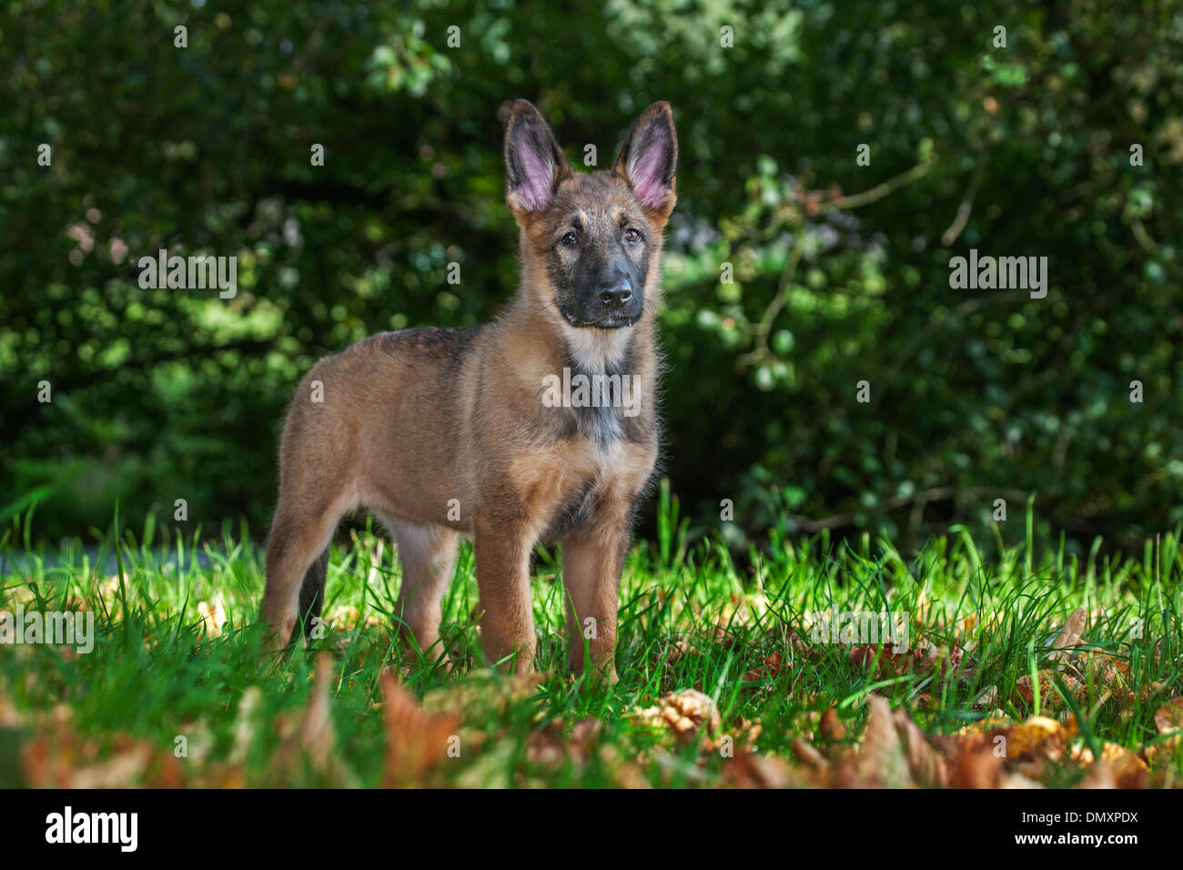 Young german shepherd dog hi-res stock photography and images - Alamy