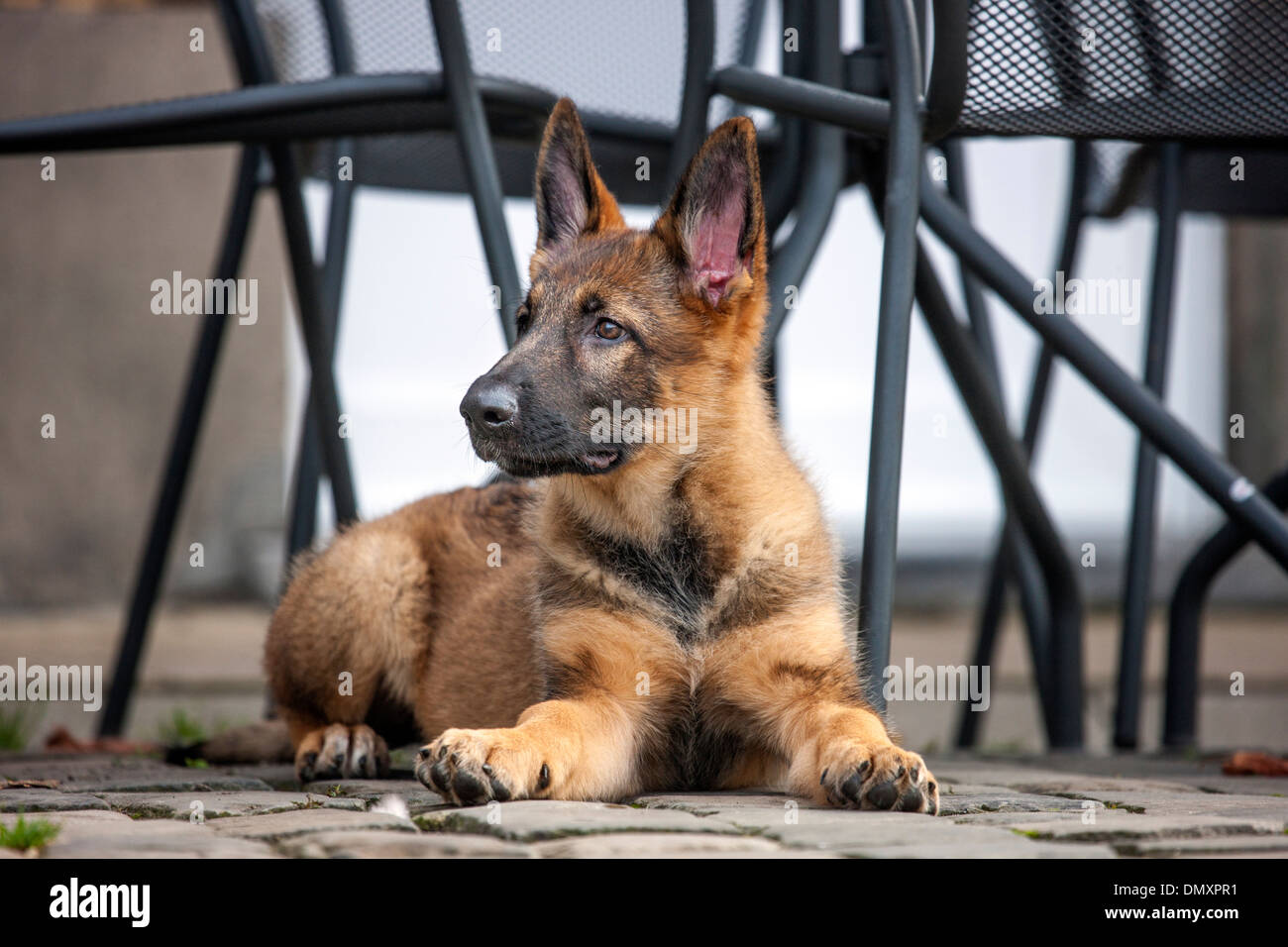 German shepherd dog (Canis lupus familiaris) pup lying on terrace of ...