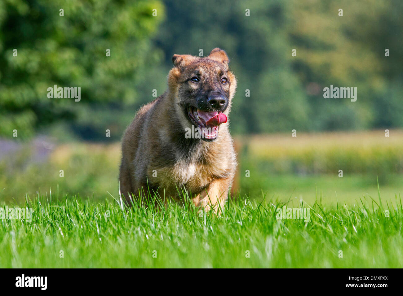 German shepherd dog (Canis lupus familiaris) running in meadow Stock ...