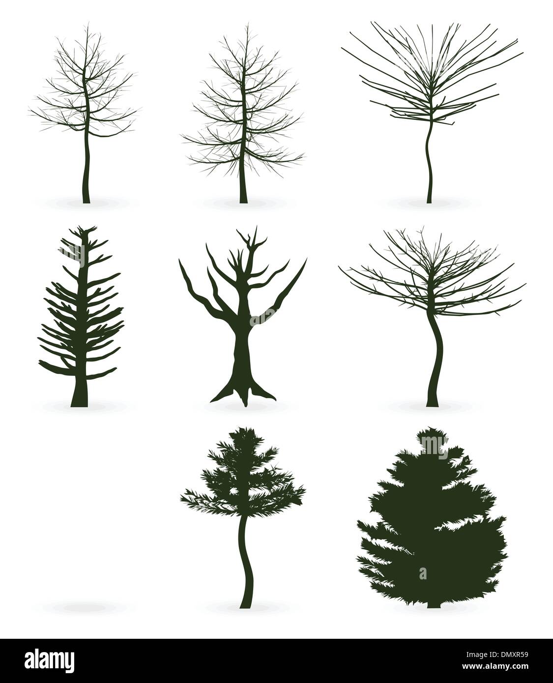 Pine tree flower Cut Out Stock Images & Pictures - Alamy