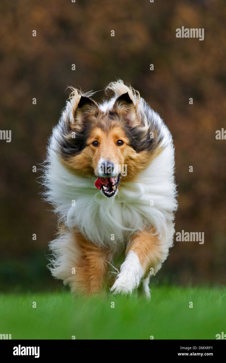Rough Collie / Long-Haired Collie dog running in garden in autumn Stock ...