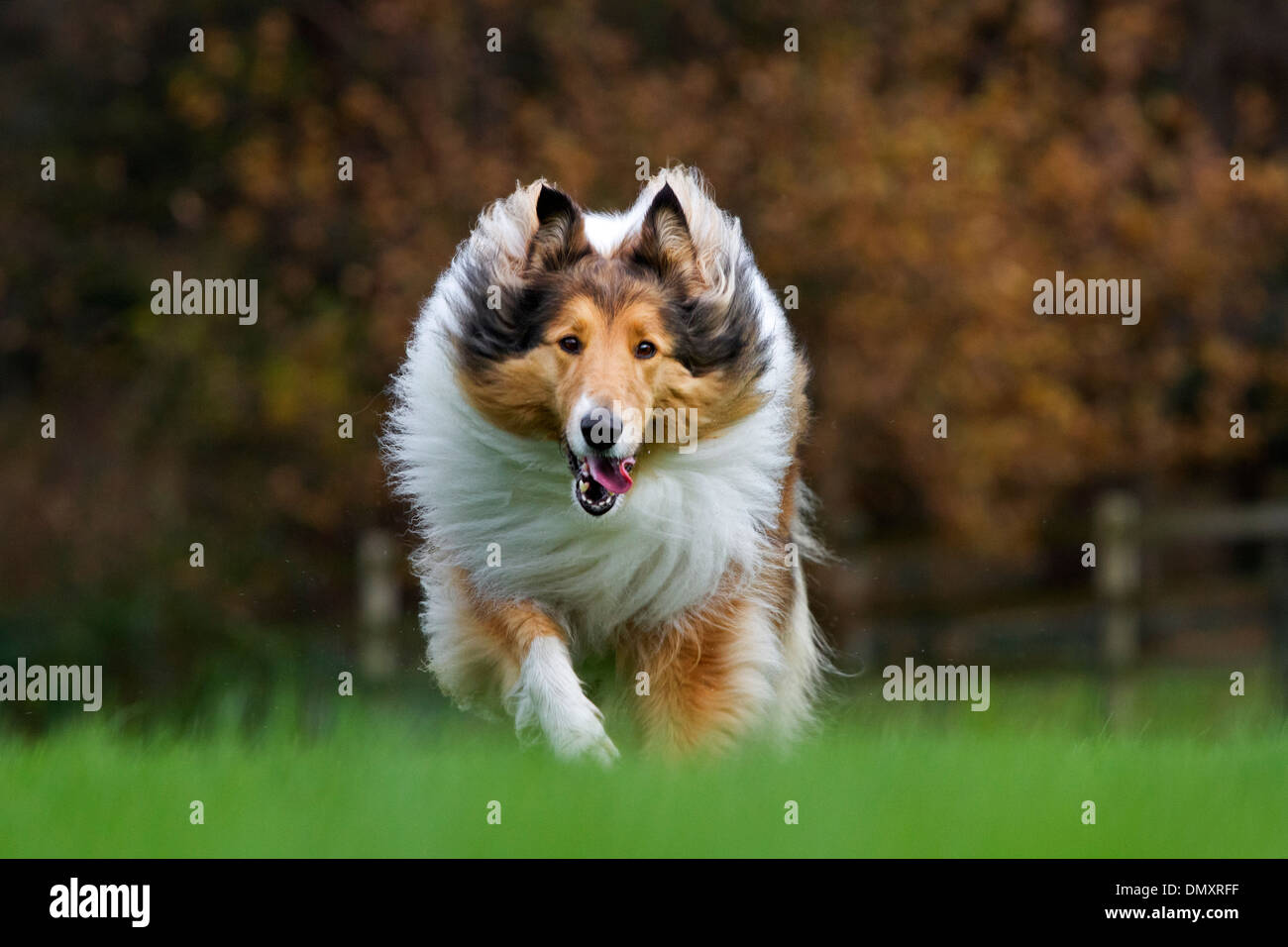 Rough Collie / Long-Haired Collie dog running in garden in autumn Stock ...