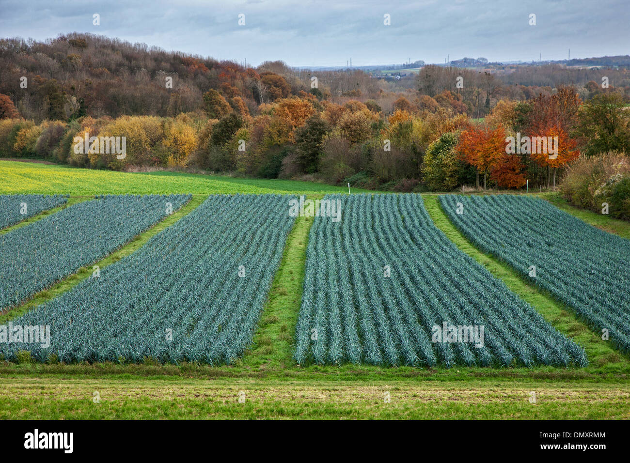 Rural landscape showing field with leek beds (Allium ampeloprasum Stock ...
