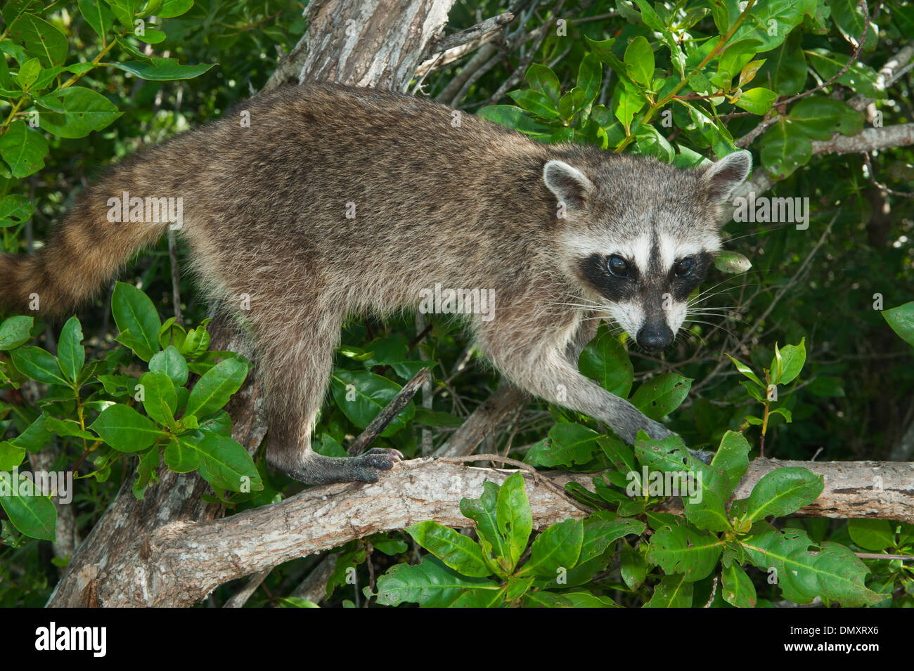 Endemic tree mexico hi-res stock photography and images - Alamy