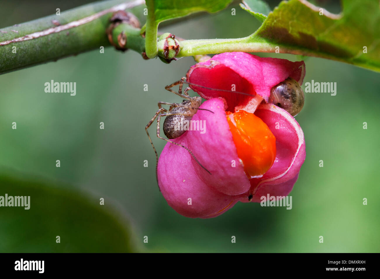 European spindle / common spindle (Euonymus europaeus) and harvestman ...