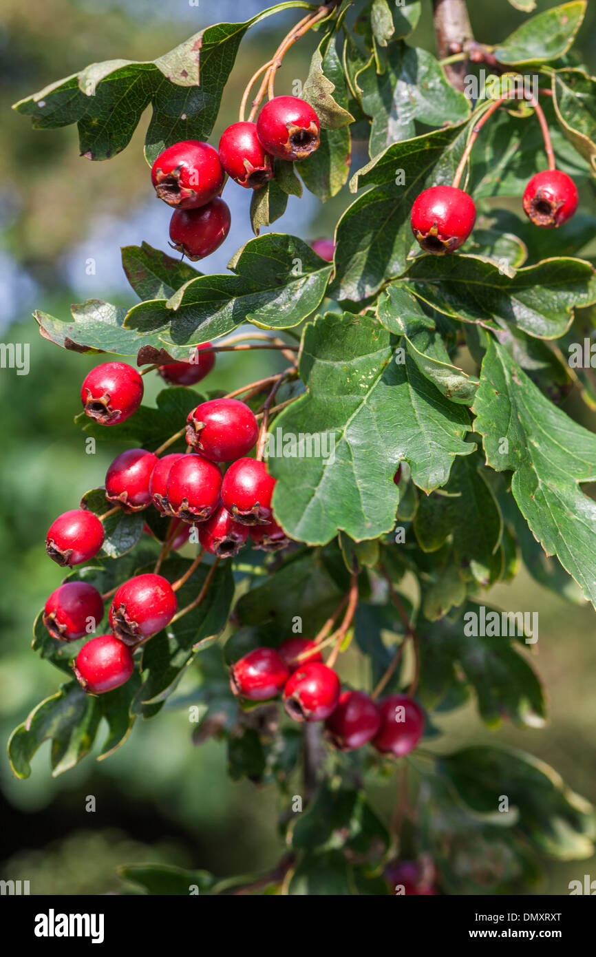 Common hawthorn / single-seeded hawthorn (Crataegus monogyna) branch with red fruit and leaves ...