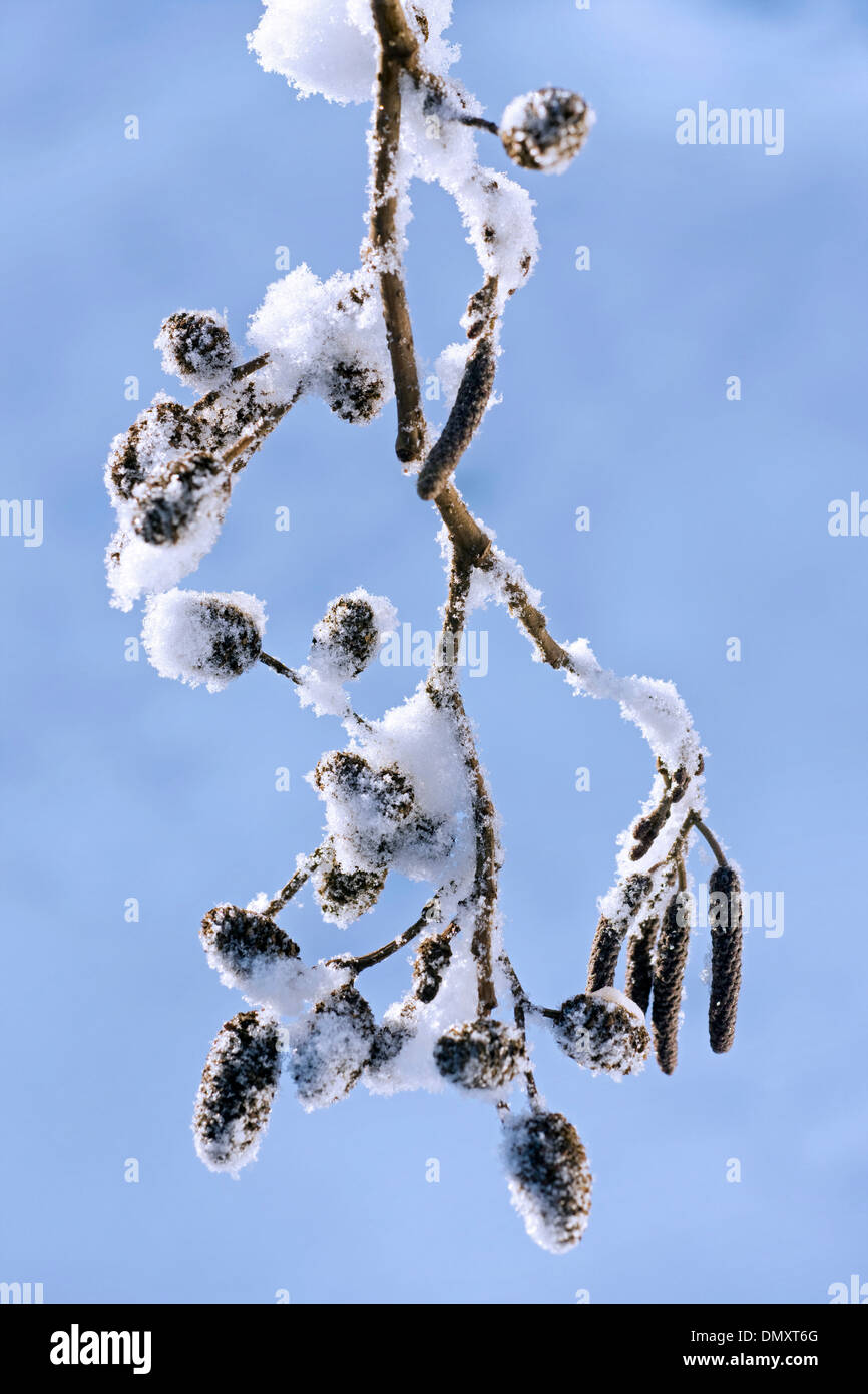 Black alder / European alder / common alder (Alnus glutinosa), close up ...