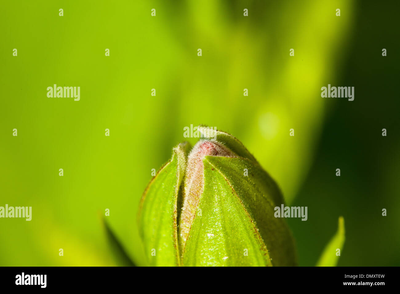Sprouting flower hi-res stock photography and images - Alamy