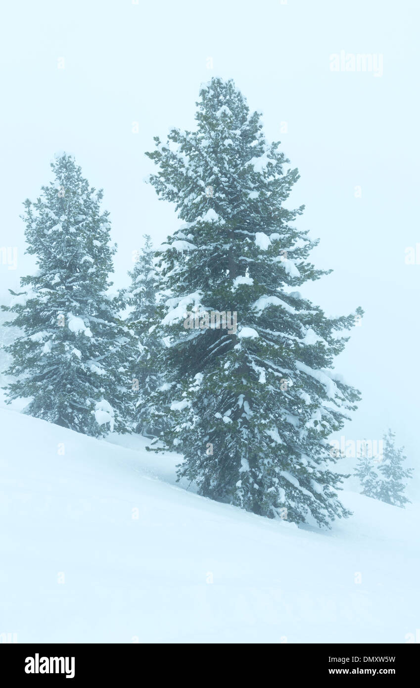 Winter mountain foggy dull day snowy landscape Stock Photo - Alamy