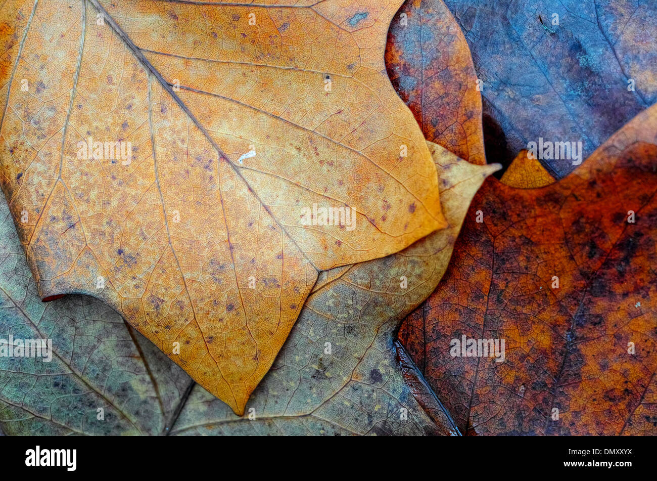 Autumn leaves in colour abstract Stock Photo - Alamy