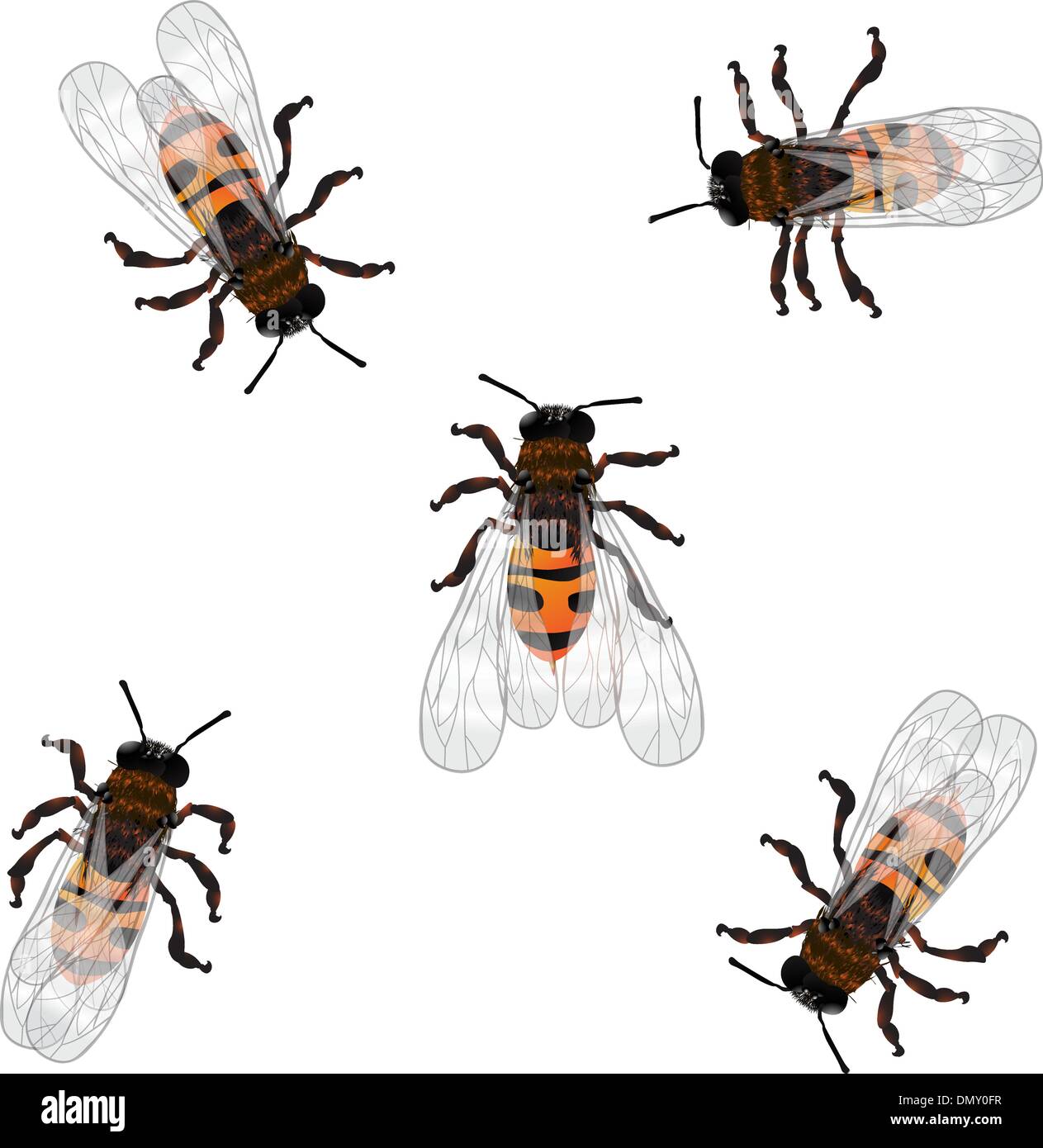 Realistic bee Cut Out Stock Images & Pictures - Alamy