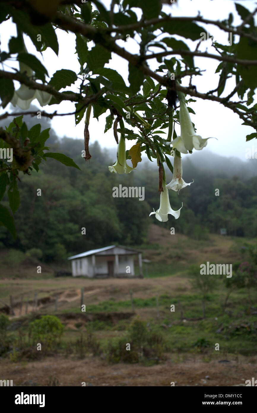 Flowers grow in El Triunfo Biosphere Reserve in the Sierra Madre ...