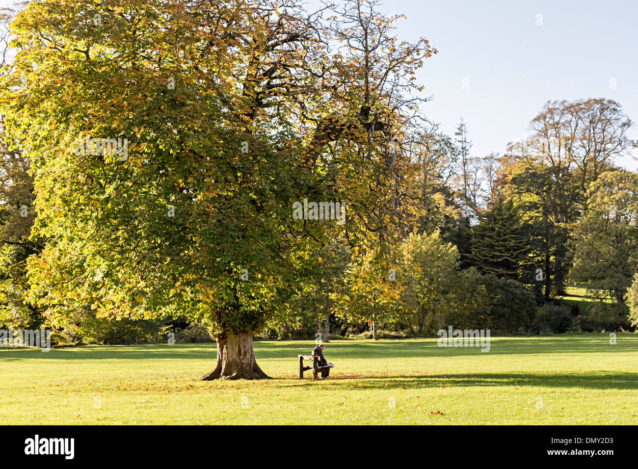 Shade tree bench hi-res stock photography and images - Alamy