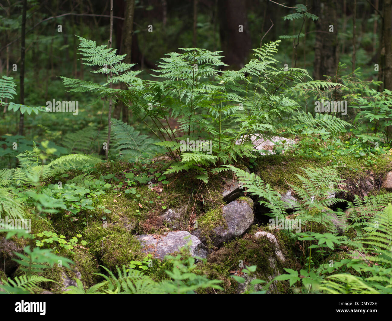 Fern moss hi-res stock photography and images - Alamy