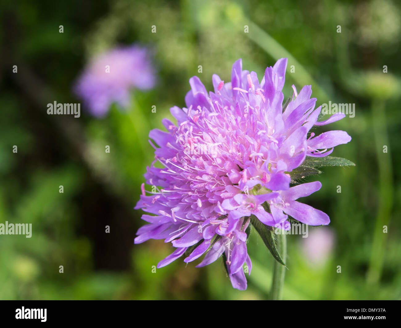 Knautia arvensis - Meadow Widow Flower, Blue Buttons or Field Scabious ...