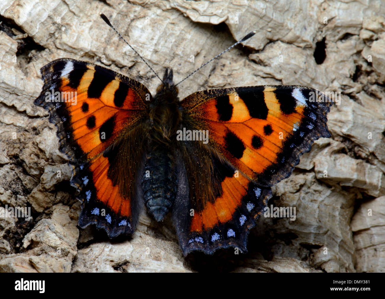 Tortoiseshell wing pattern hi-res stock photography and images - Alamy