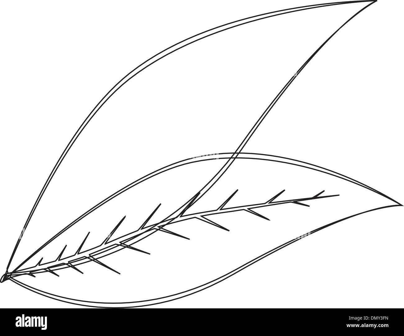 Isolated natural leaves vector Black and White Stock Photos & Images ...