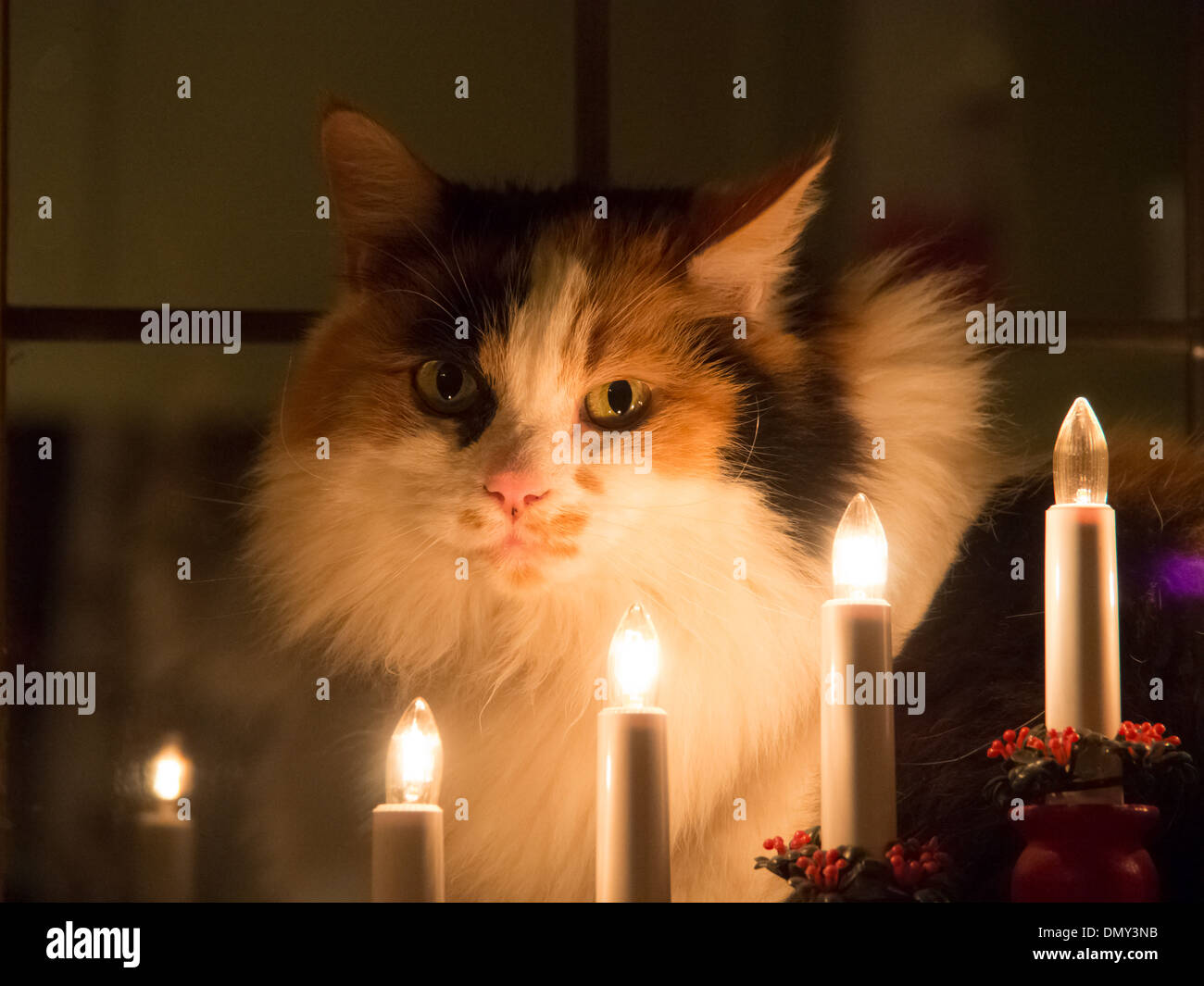 cat by candlelight Stock Photo - Alamy