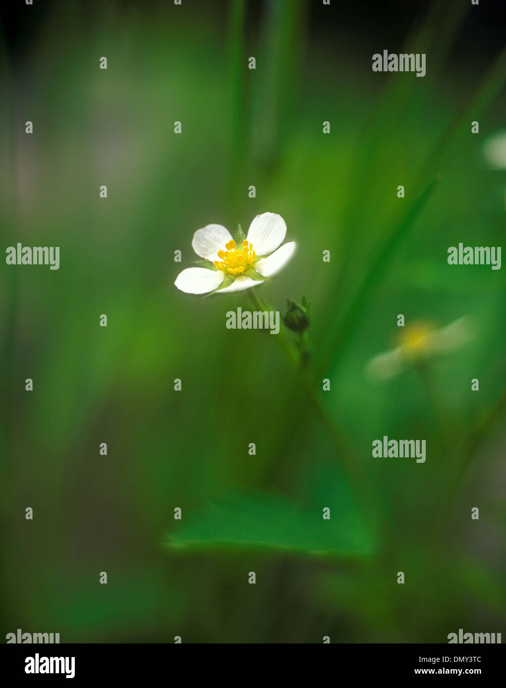 Wild strawberry bloom Stock Photo - Alamy