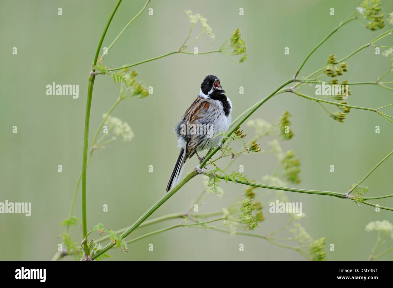Reed bunting (Emberiza schoeniclus). Male bird holding territory by ...