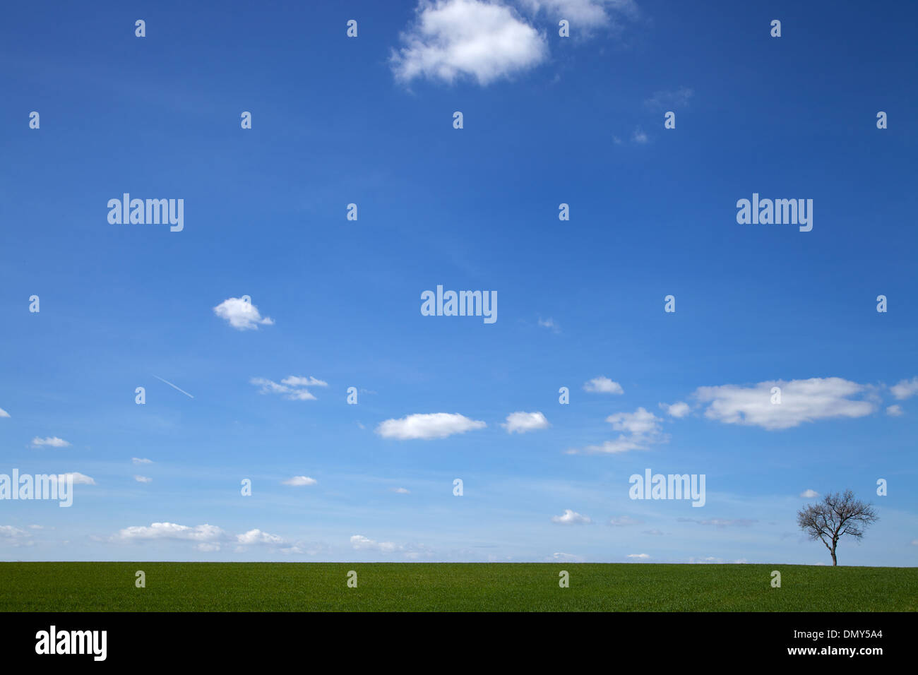 sky, green grass field and tree Stock Photo - Alamy