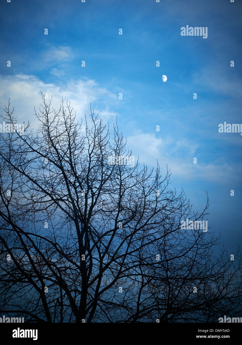 Tree with moon hi-res stock photography and images - Alamy