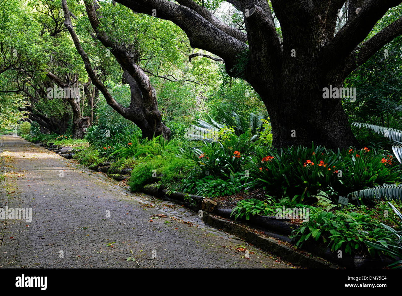 Cinnamomum camphora Camphor Laurel tree lined avenue path walkway ...