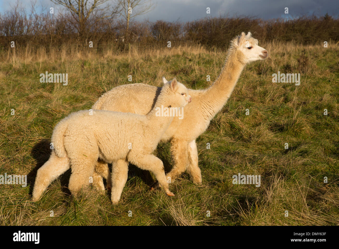 Alpaca (Vicugna pacos) with young roaming on Peruvian landscape Stock Photo - Alamy