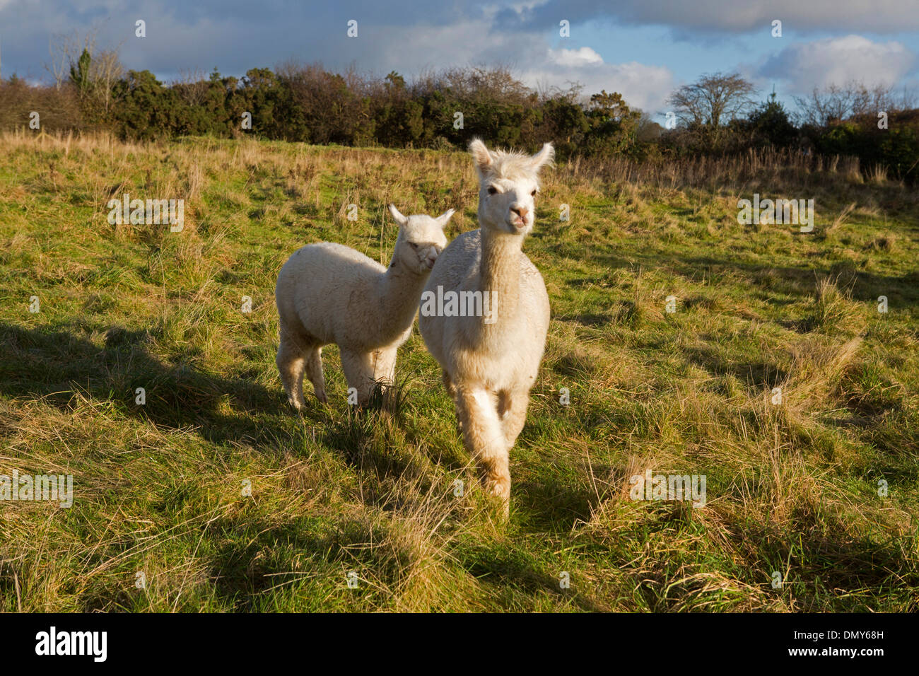 Peruvian goat hi-res stock photography and images - Alamy