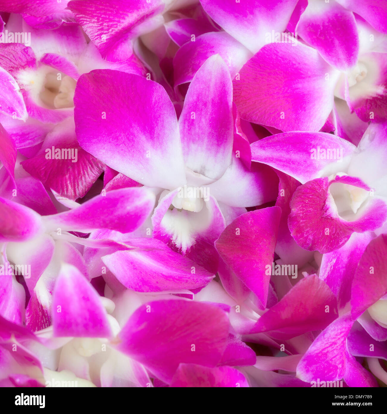 Dendrobium purple orchid, Thailand Stock Photo - Alamy