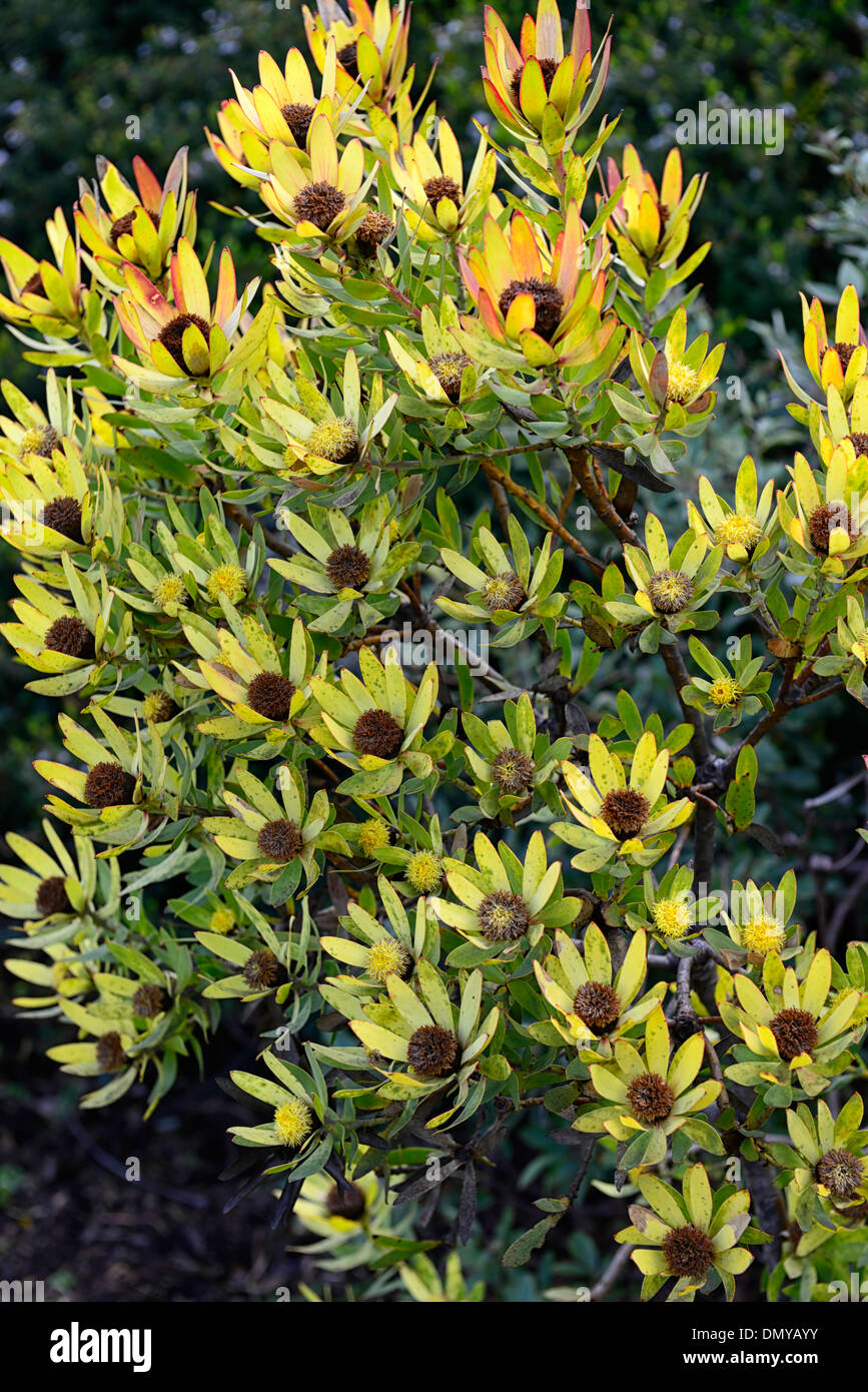 Sessile flowers hi-res stock photography and images - Alamy