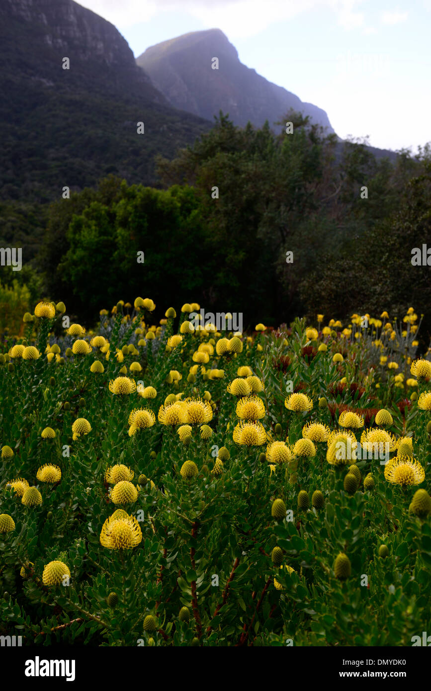 leucospermum thompsons phoenix yellow flowers bloom blossom protea ...