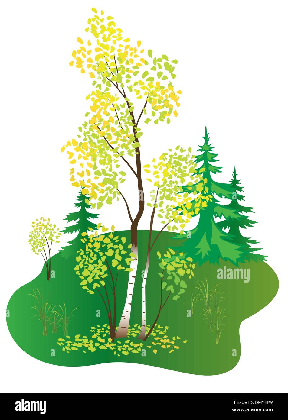 Birch vector hi-res stock photography and images - Alamy
