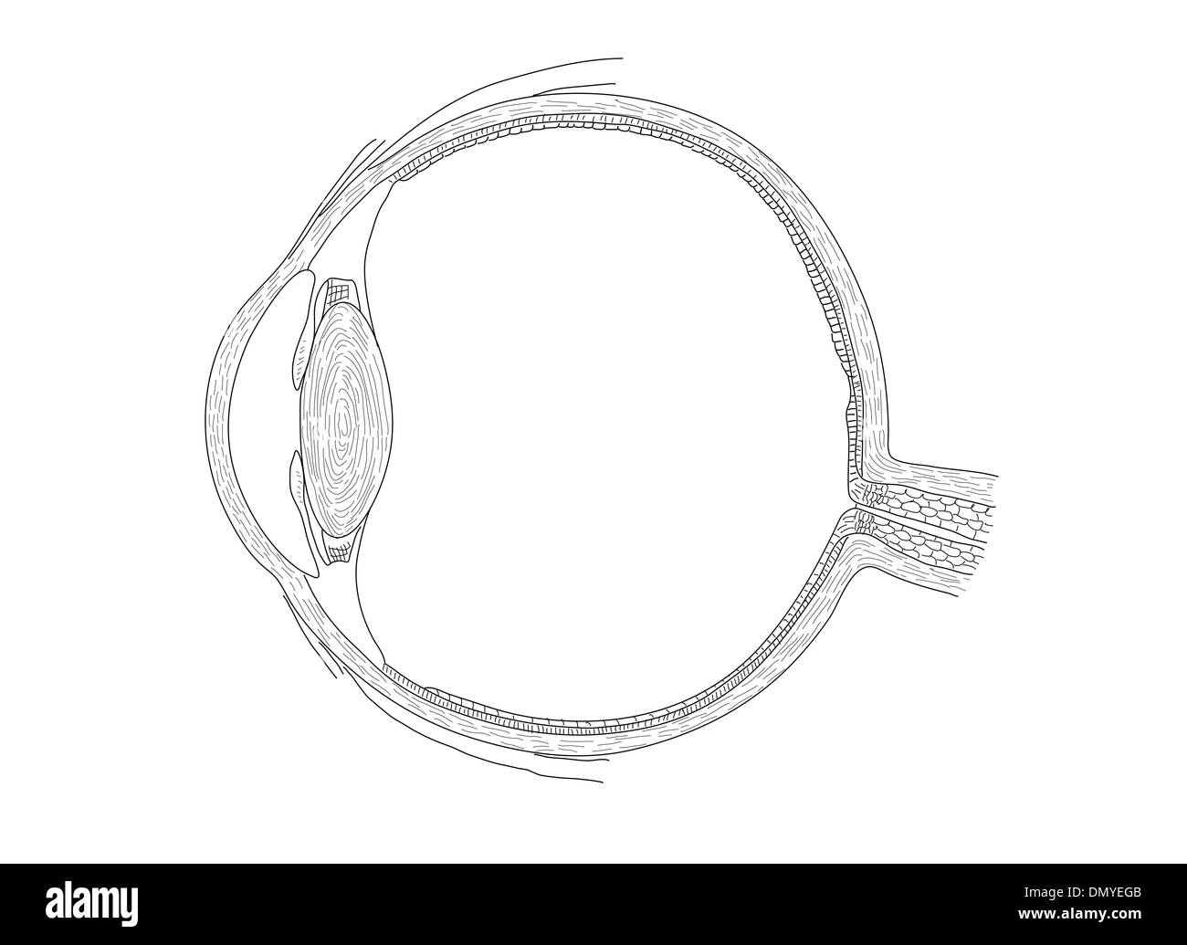 vector illustration of human eye Stock Vector Image & Art - Alamy