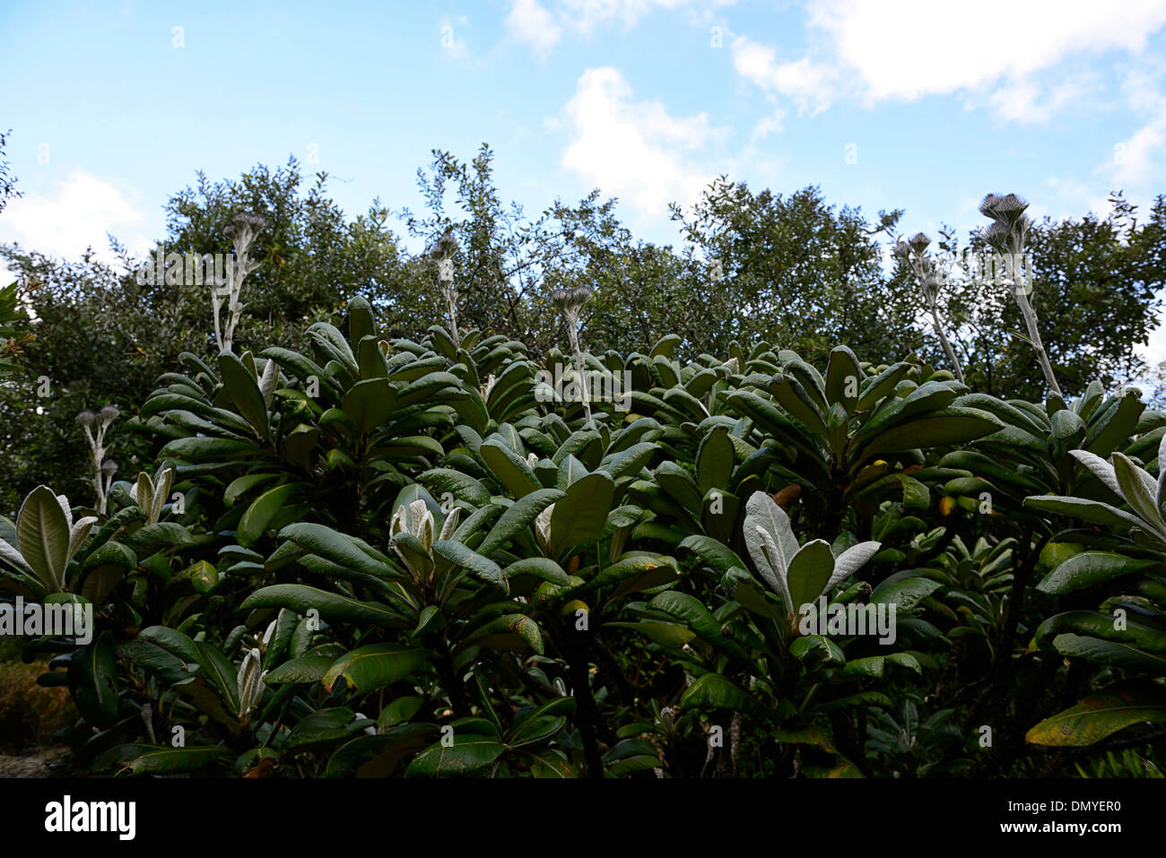White rabbits with flowers hi-res stock photography and images - Alamy