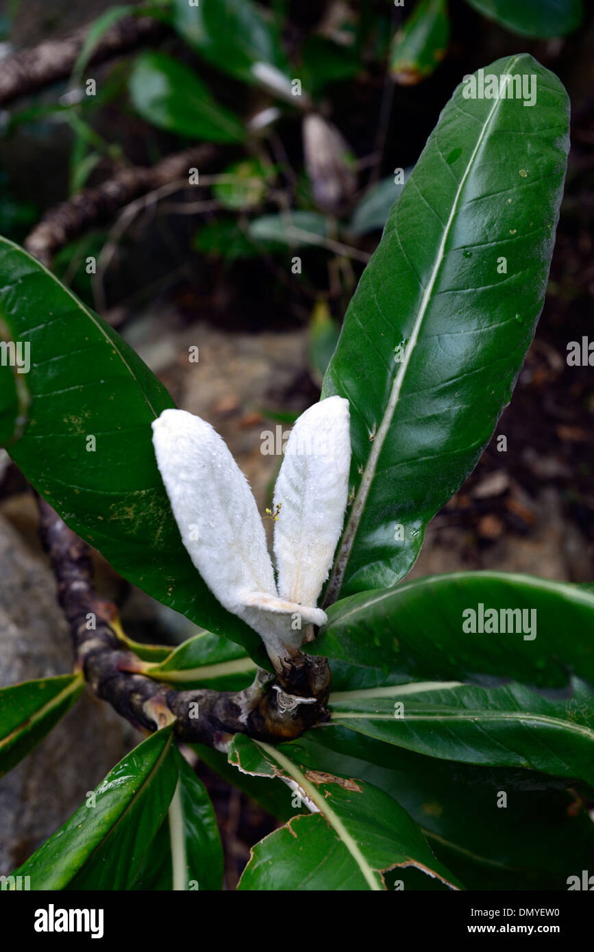 oldenburgia grandis suurberg cushion bush rabbits ear cape town flowers ...