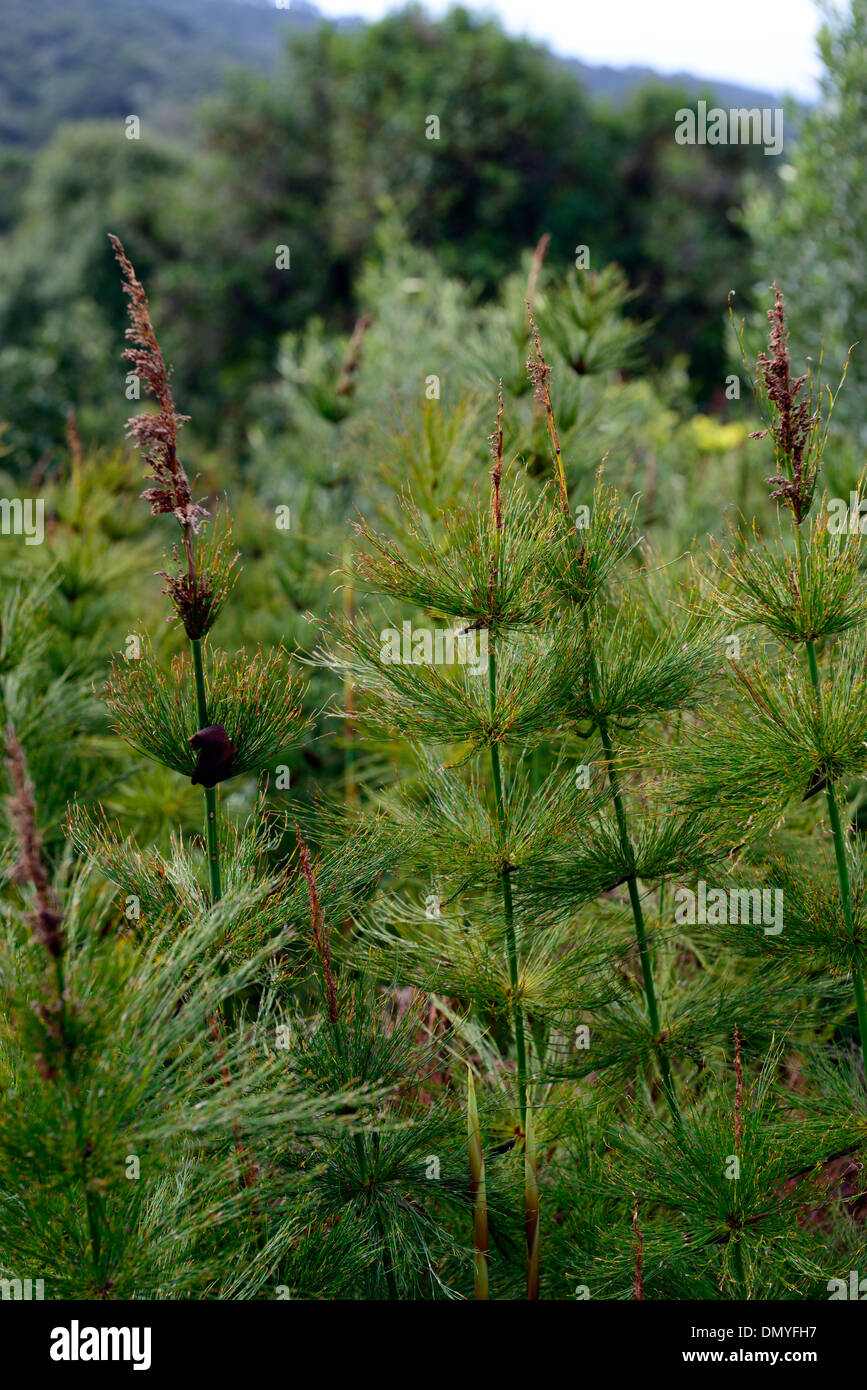 rhodocoma capensis ornamental grasses restio green foliage leaves ...