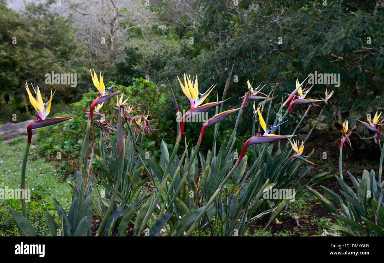 Strelitzia mandelas gold hi-res stock photography and images - Alamy