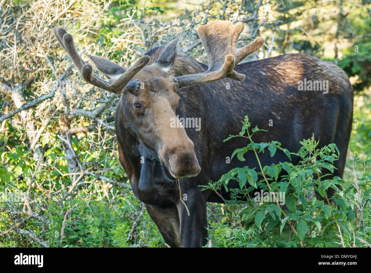 A moose munching on a blade of grass off the Skyline Trail in Cape Breton Highlands, Nova Scotia ...